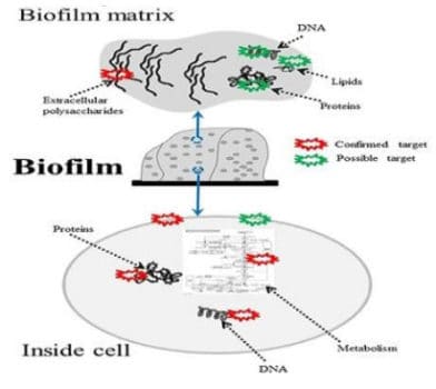 Antimicrobial Photodynamic Therapy (APDT): A New Therapeutic Option to ...